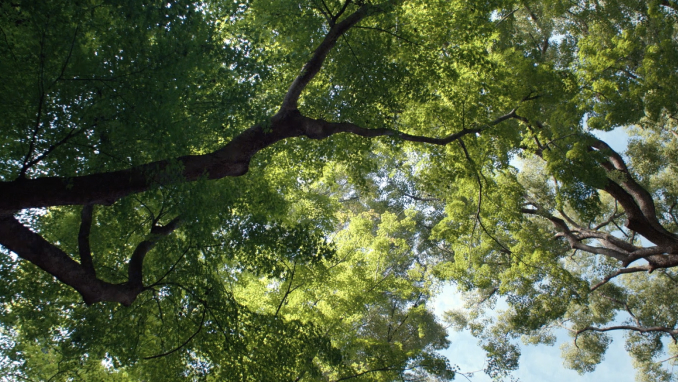 trailer | PERFECT DAYS 公式サイト