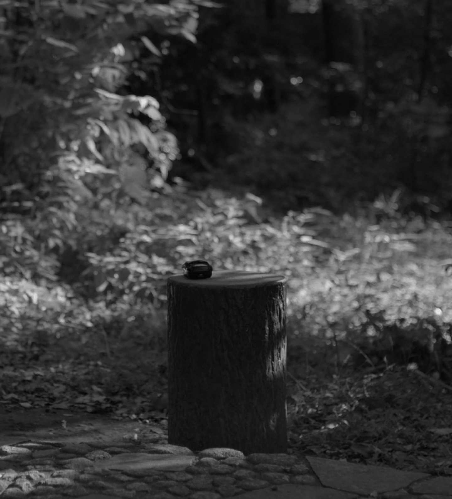 cast | PERFECT DAYS 公式サイト